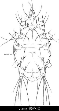 Tracheal mite - Acarapis woodi Stock Photo - Alamy