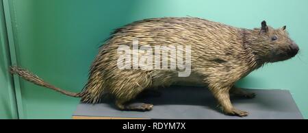 Atherurus africanus - Royal Stock Photo - Alamy