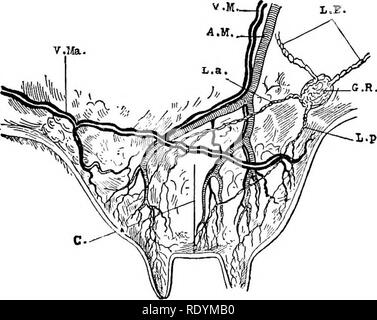 Veins in a Cows Udder Stock Photo: 27545143 - Alamy