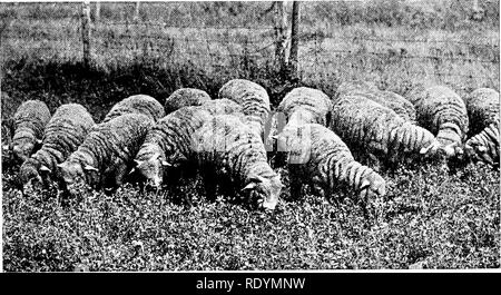 . Productive sheep husbandry . Sheep. THE WOOL TYPE 73 important ...