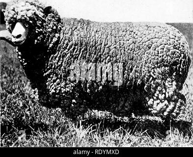 A merino ewe and her new lambs Stock Photo - Alamy