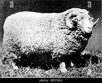 Exmoor horn sheep ram Stock Photo - Alamy