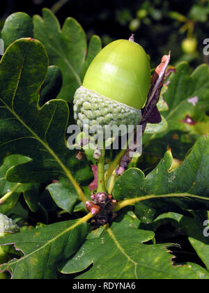 The English Oak acorn, or oaknut, with leaves foliage, nut of the oaks ...