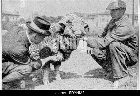 Large back pig on a farm Stock Photo - Alamy