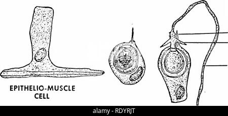. Principles of modern biology. Biology. TRIGGER PRONG NEMA EPITHELIO ...