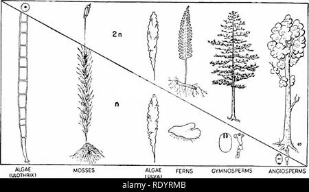 . Principles of modern biology. Biology. The Plant Kingdom - 595 MATRIX ...