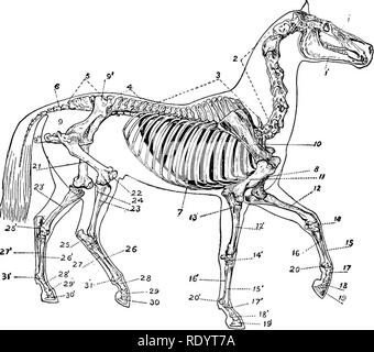 sacral vertebrae bone horse skeleton anatomy for medical concept 3D ...