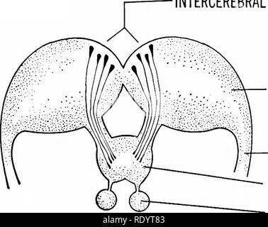 . Principles of modern biology. Biology. The Endocrine Glands THE ...