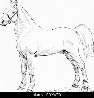 Welsh Ponies, Stallions, Welsh Pony in Cob Type, Section C, Welsh Cob ...