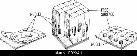 Spinal cord nerve cells, light micrograph. This tissue sample is from a ...