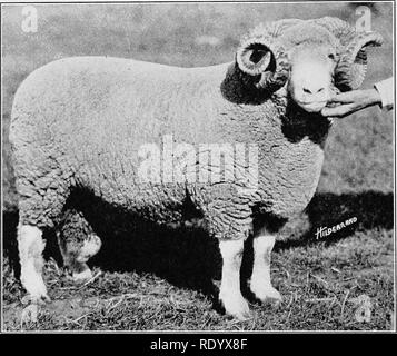 Dorset Horn sheep; Livestock judging at the 2011 Royal Cornwall ...