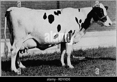 red and white holstein cows being judged at the annual stithians ...