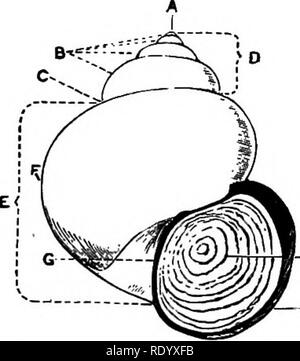 Other animals, Marine snails, Snails, Animals, Molluscs, Banded Weedsnail (Cingula trifasciata ...