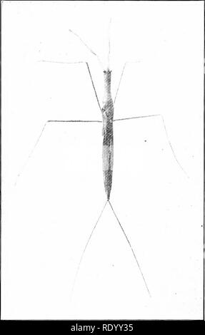 Brown water scorpion, Ranatra fusca, Satara, Maharashtra, India Stock ...
