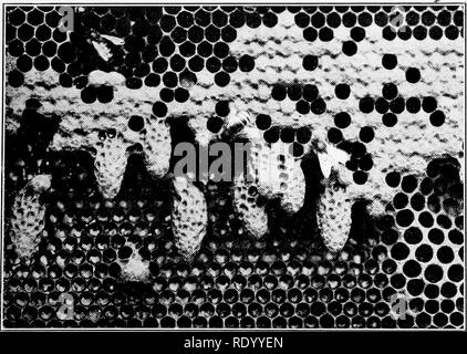 Large peanut shaped capped queen cell on brood comb cared for by nurse ...