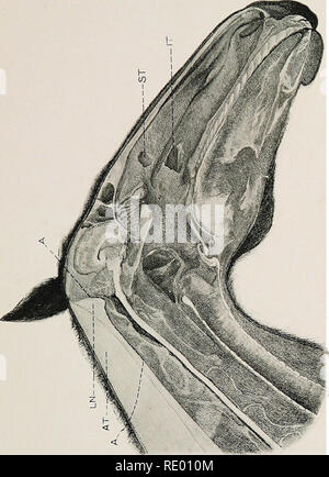 . Surgical and obstetrical operations. Veterinary surgery. UA