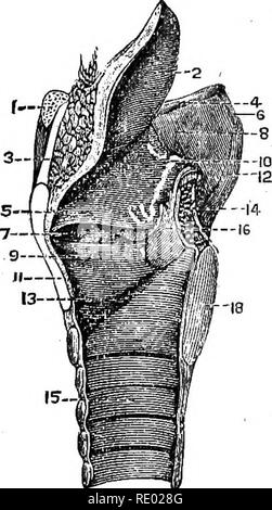 . The anatomy of the domestic animals. Veterinary anatomy. 76 THE ...