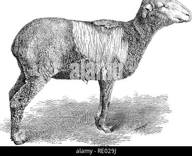 . Fig. 259.—A shorn sheep with large bare area due to scab. properly ...