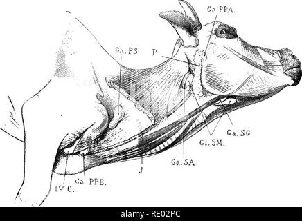 . Glands of the head : 1, parotid gland ; 2, submaxillary gland ; 3 ...
