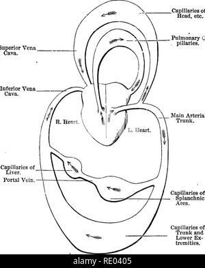 . Capillaries of the Head, etc. Pulmonary Ca- pillaries. Main Arterial ...