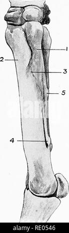 . The surgical anatomy of the horse ... Horses. Plate IV. Superficial ...