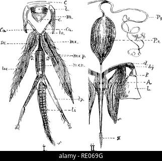 Honey bee lancets Stock Photo - Alamy