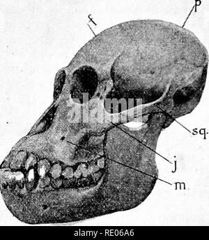 . Outlines of zoology. sacred Indian apes (Semnapithecus), the ...