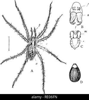 Head, thorax and abdomen of a house spider (Tegenaria gigantea) resting ...