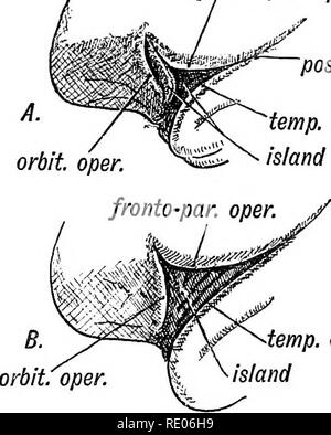 . Human embryology and morphology. Embryology, Human; Morphology. THE ...