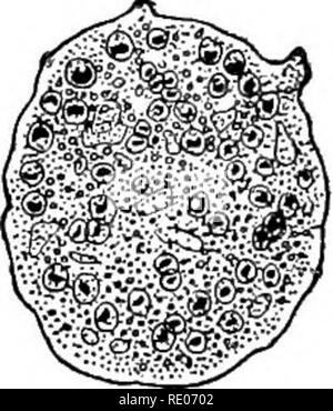 . Animal physiology. Physiology, Comparative; Physiology, Comparative ...