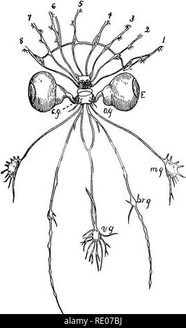 Squid, Cuttlefish, Squid, Other animals, Cephalopods, Animals, Molluscs ...