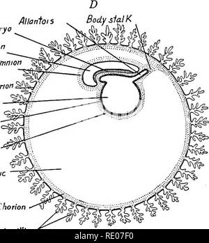 Four diagrams showing hypothetical stages of early human embryos Stock ...