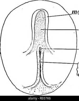 . Human embryology and morphology. Embryology, Human; Morphology ...