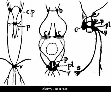 Advanced Nervous System Mollusca