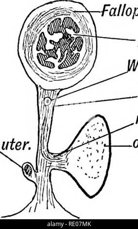 Fallopian Tube Ampullary Segment