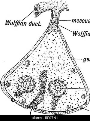 . Human embryology and morphology. Embryology, Human; Morphology ...