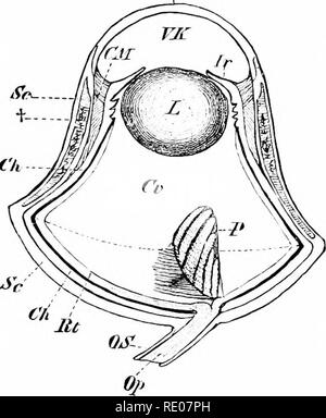 External ear of Owl Stock Photo - Alamy