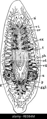 Invertebrate nervous systems Stock Photo: 84972793 - Alamy