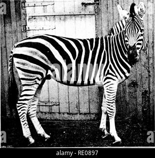 . The Penycuik experiments. Hybridization; Telegony; Horses; 1899. 148 ...