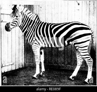 . The Penycuik experiments. Hybridization; Telegony; Horses; 1899 ...