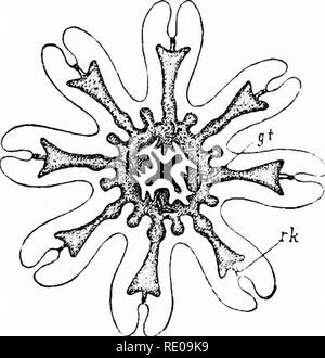 A hydra cross section Stock Photo - Alamy