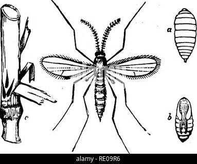 Two gall flies with their larva and pupa are shown next to infested ...