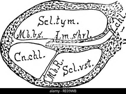 . Anatomy of the cat. Cats; Mammals. THE CENTRAL NFRyOUS SYSTEM. 361 ...