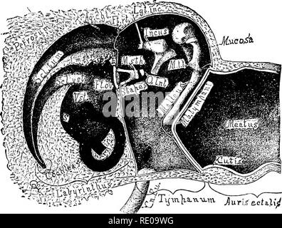 . Anatomy of the cat. Cats; Mammals. THE EAR. 419 {b) The following ...