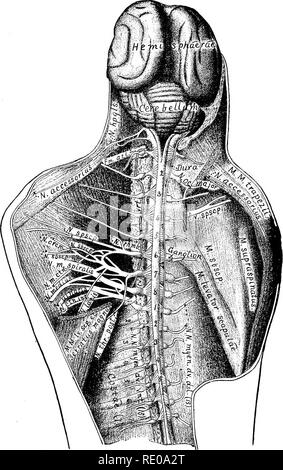 . Anatomy of the cat. Cats; Mammals. 374 NERyOUS SYSTEM. b. N ...