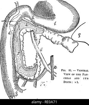 . Anatomy of the cat. Cats; Mammals. 288 THE CIRCULATORY SYSTEM ...