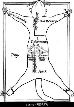 . Anatomy of the cat. Cats; Mammals. 76 THE SKELETON OF THE CAT ...