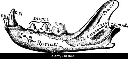 . Anatomy of the cat. Cats; Mammals. 62 THE SKELETON OF THE CAT ...