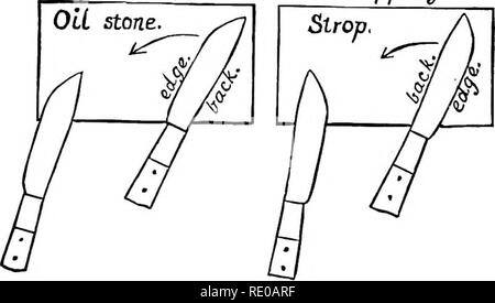 . Anatomy of the cat. Cats; Mammals. 76 THE SKELETON OF THE CAT ...