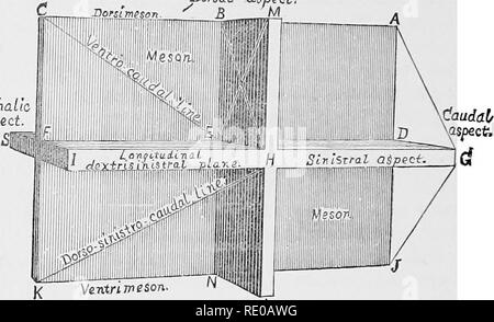 . Anatomy of the cat. Cats; Mammals. 34 THE SKELETON OF THE CAT ...